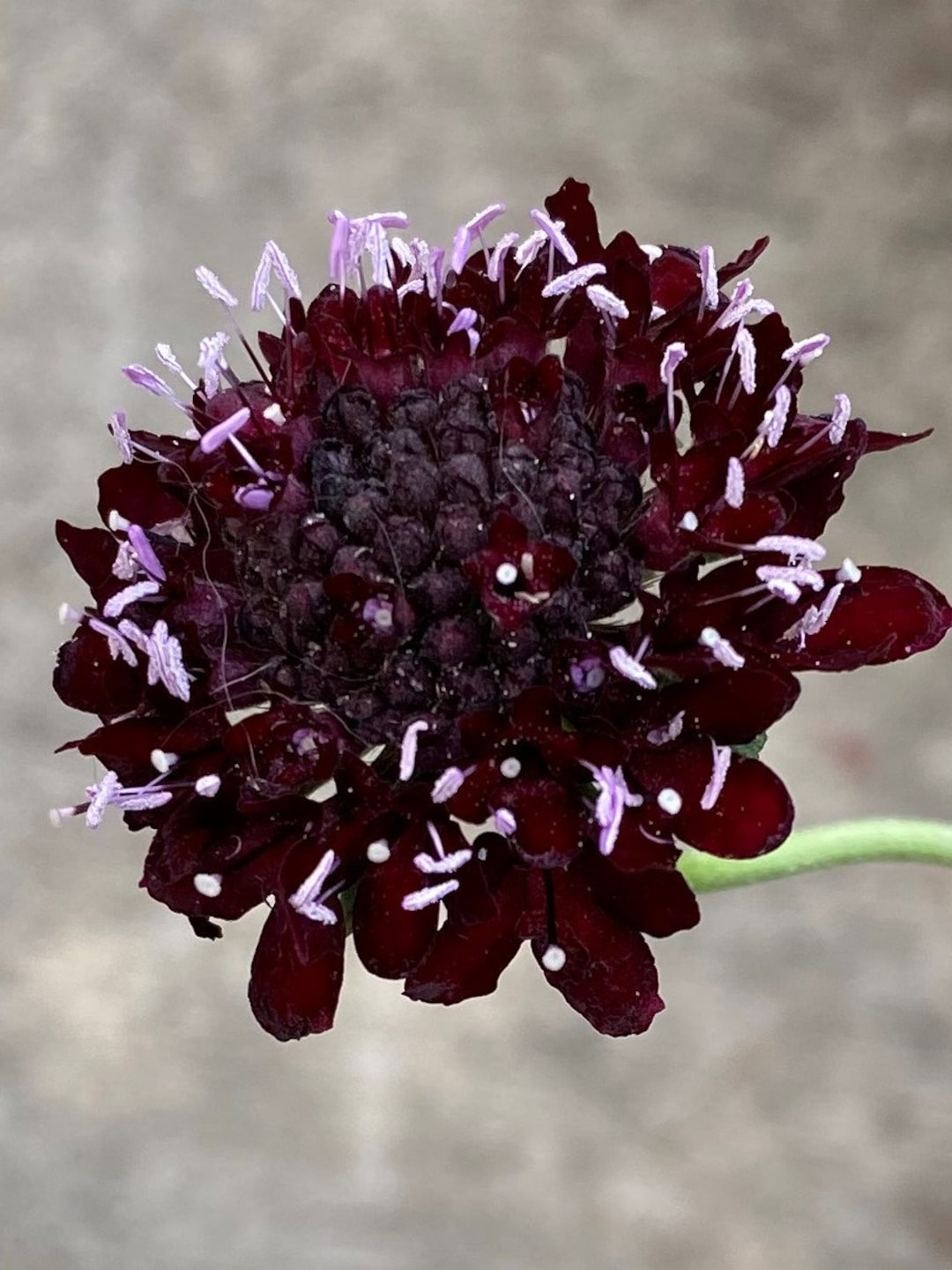 Black Knight Scabiosa 35+ Pincushion Flower Seeds Heirloom - Etsy