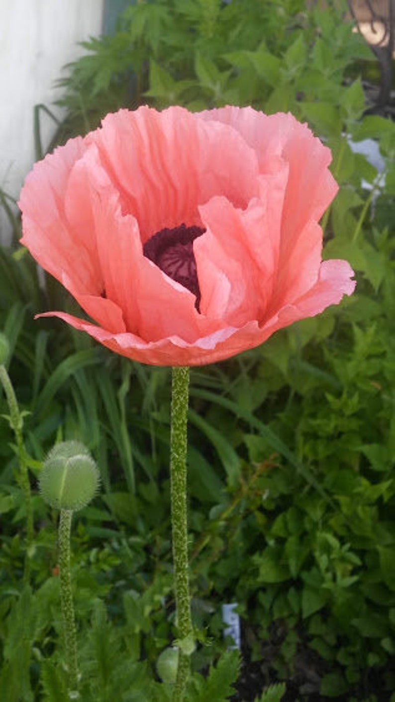 Princess Victoria Louise ORIENTAL POPPY perennial poppy SEEDS | Etsy