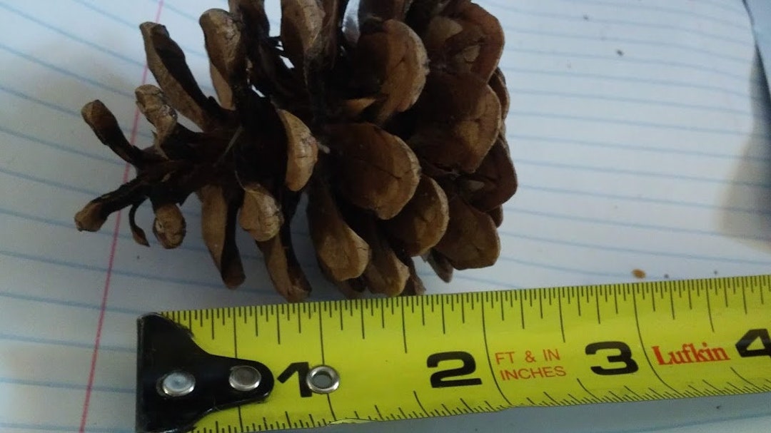 Pine Cones From Michigan 8-10 Cones - Etsy
