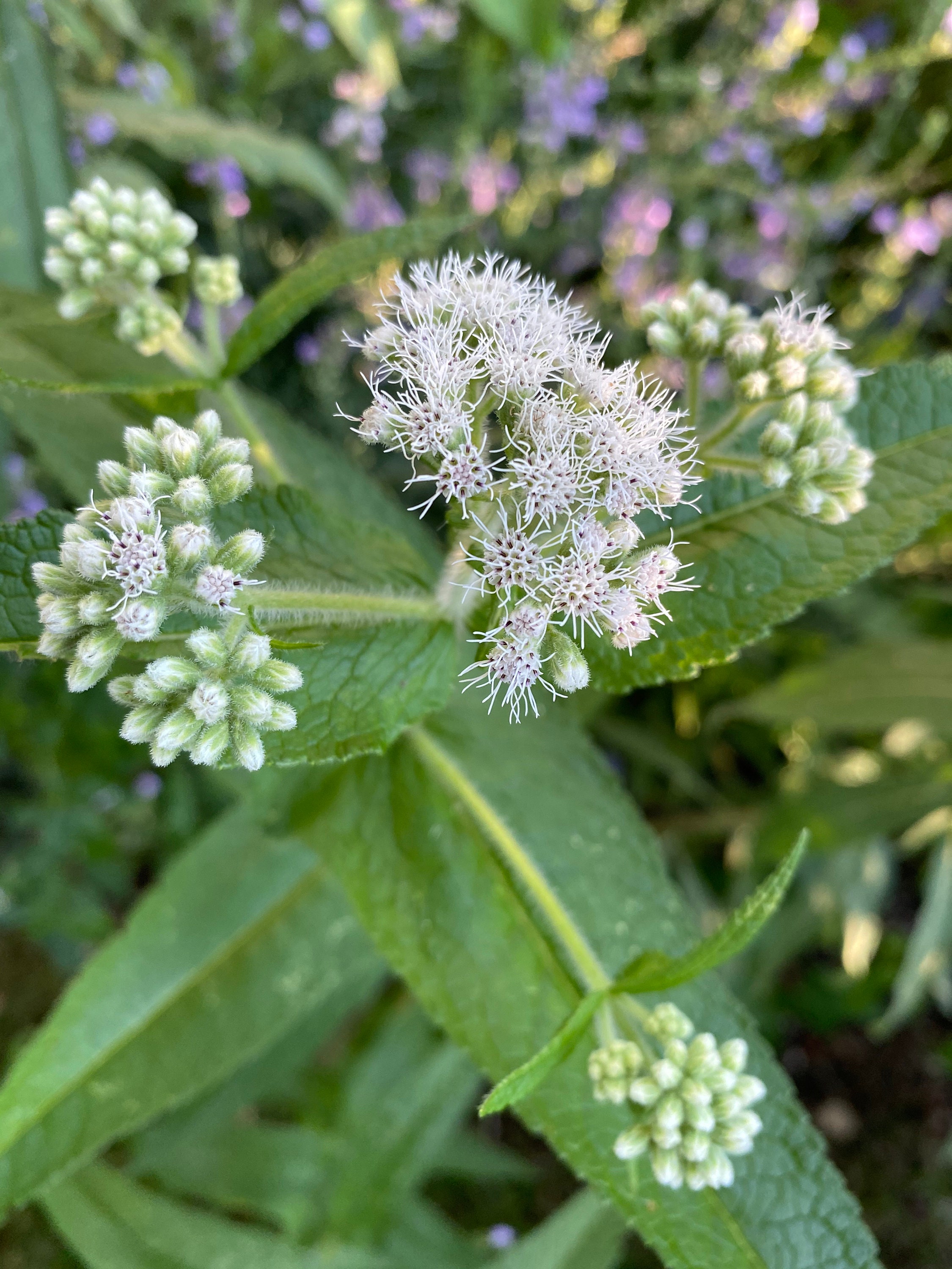 Common Boneset Eupatorium Perfoliatum Aster Family asteraceae Seeds - Etsy