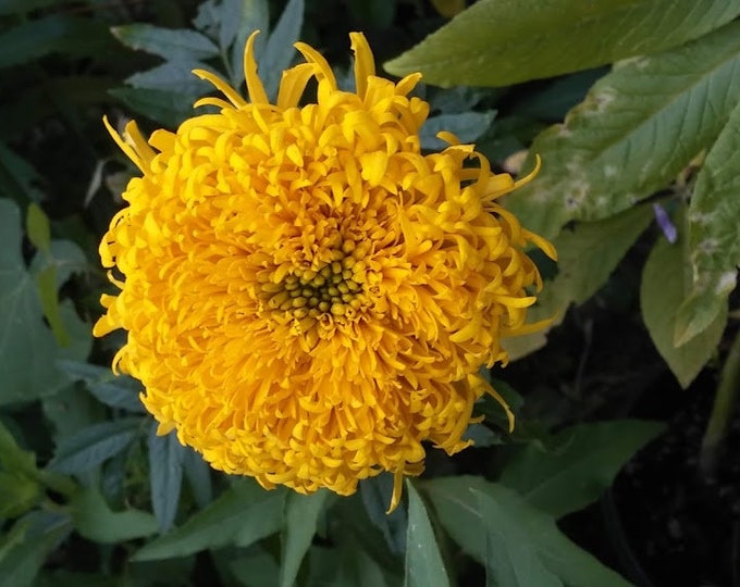 Mission Giant Yellow Marigold - Etsy
