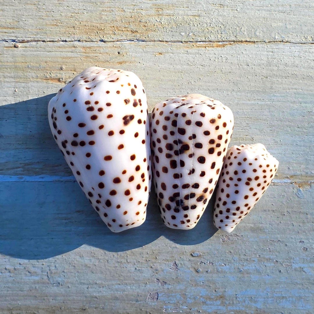Hawaiian Flea Cone Shells – Pacific Ocean Shells S/7 - Etsy