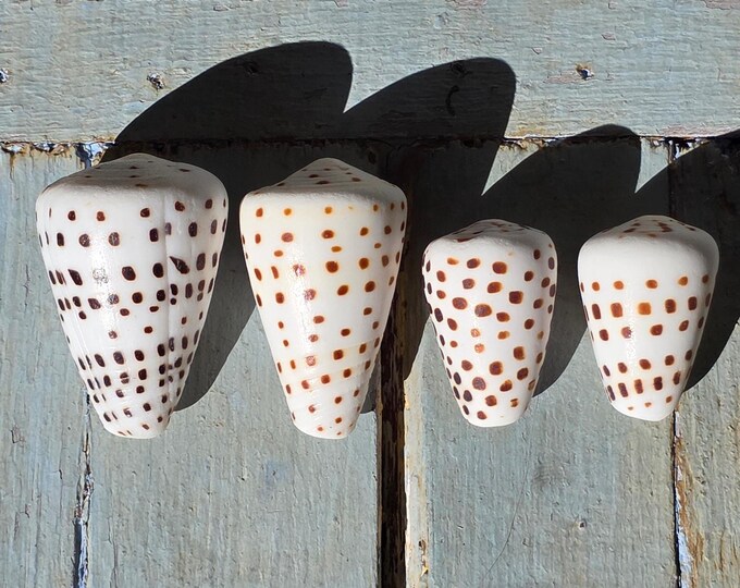 Small Hawaiian Shell Mix | Hebrew Cones and Miter– Natural Sea Shells S ...