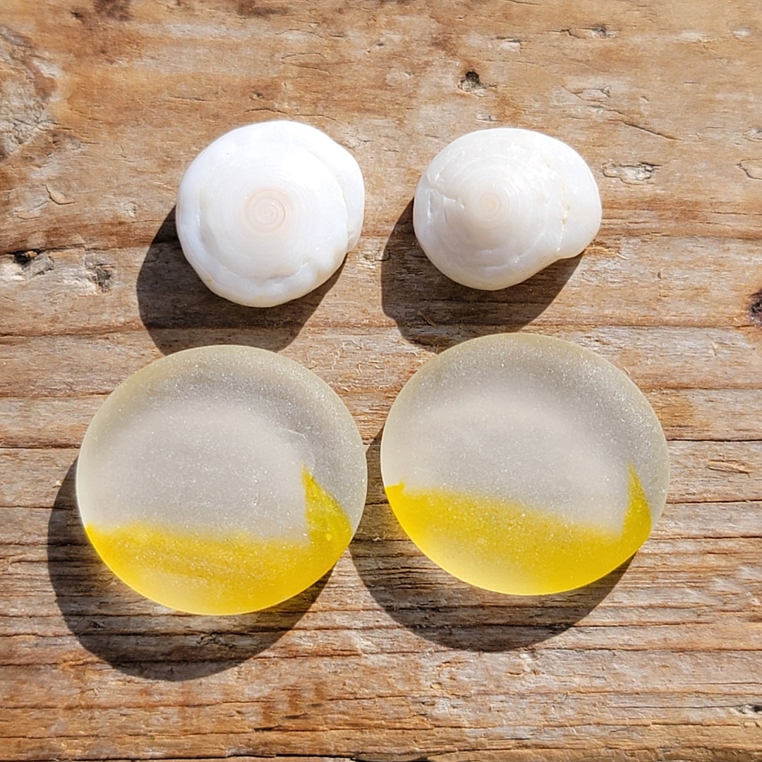 Hawaiian Baby Hebrew Cone Shells Japanese Sea Glass Ohajiki - Etsy