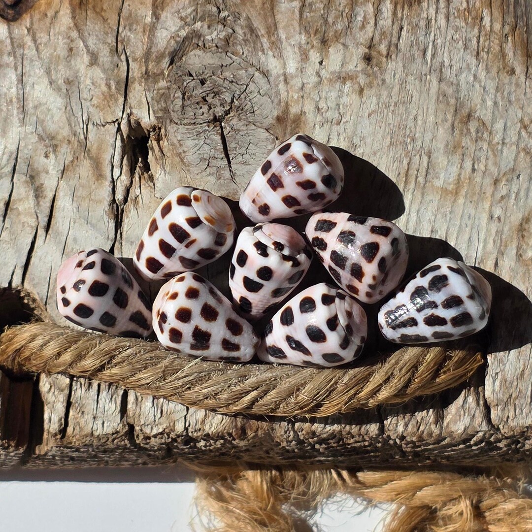 Jewelry-grade Hawaiian Baby Hebrew Cone Shells – Pink Hues & Unique ...