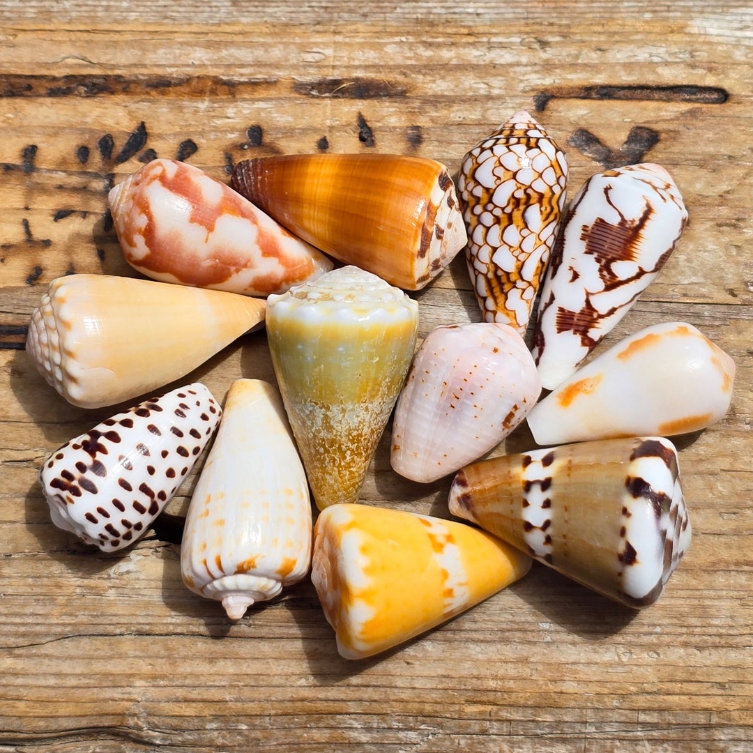 Hawaiian and Japanese Surf-tumbled Cone Shell Mix Lot - Etsy