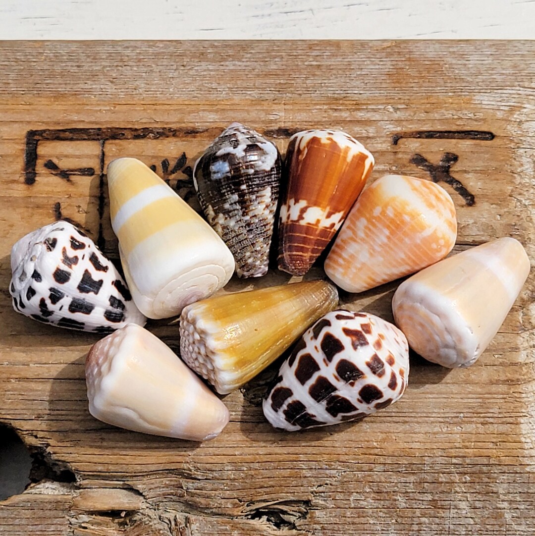 Hawaiian Surf-tumbled Cone Shells Mix S/3 - Etsy