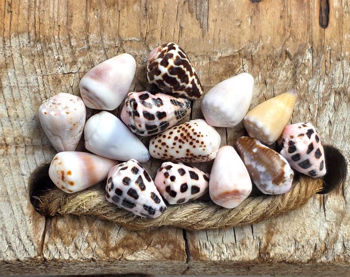 Small Hawaiian & Japanese Hebrew Flea Cone Shells S/1 - Etsy