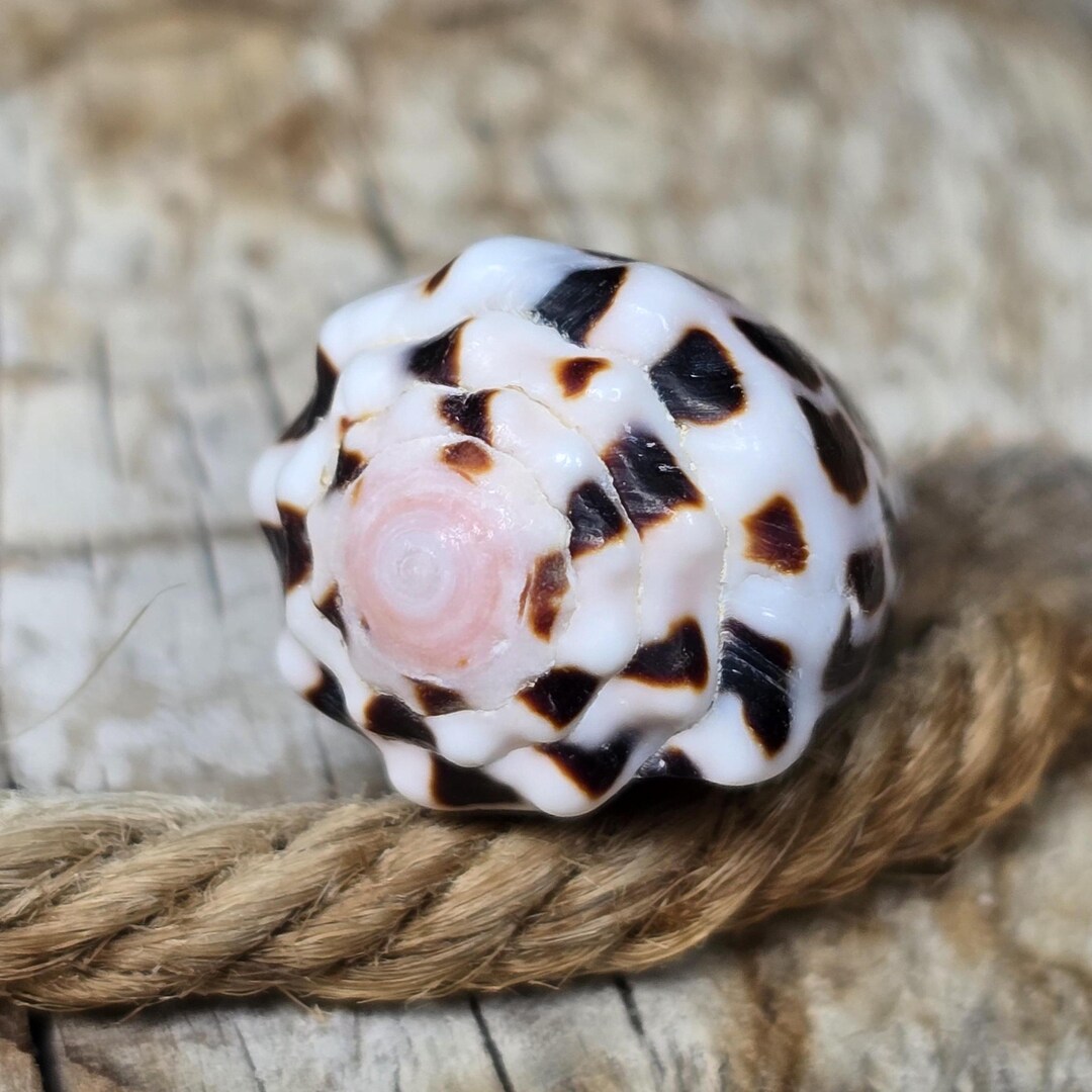 Hawaiian Surf-tumbled Hebrew Cone Shell | Unusual Pattern - Etsy