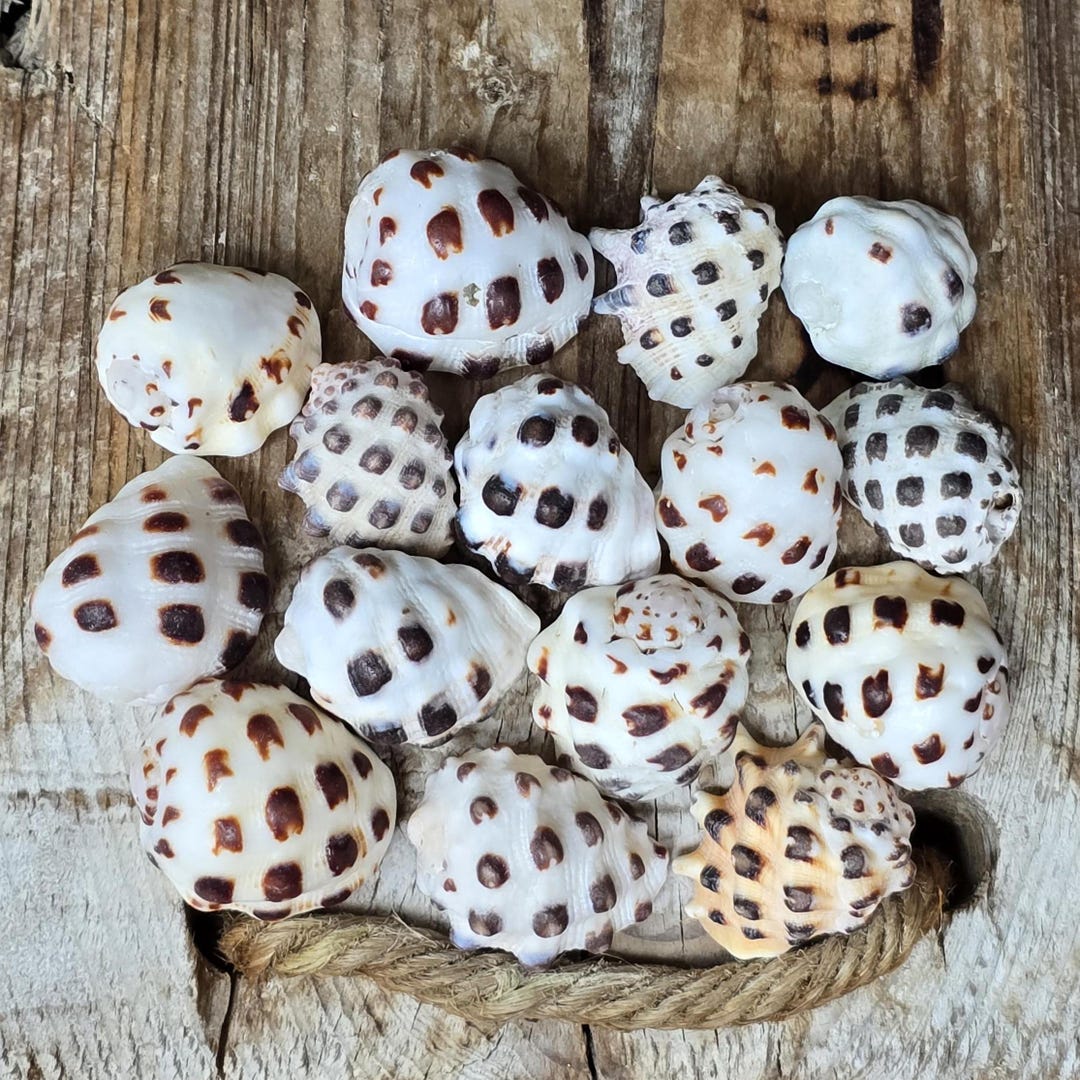 Hawaiian Surf-tumbled Drupe Shell Mix | Small to Medium - Etsy