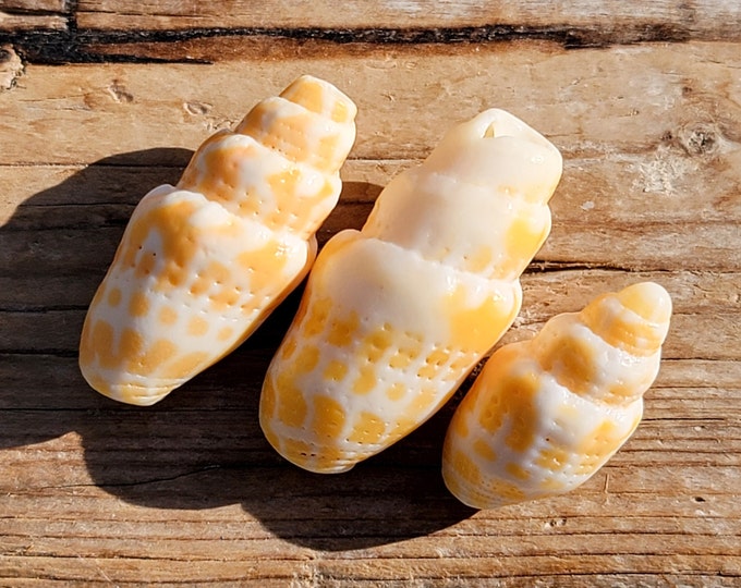 Hawaiian Miter Shells | Yellow - Etsy