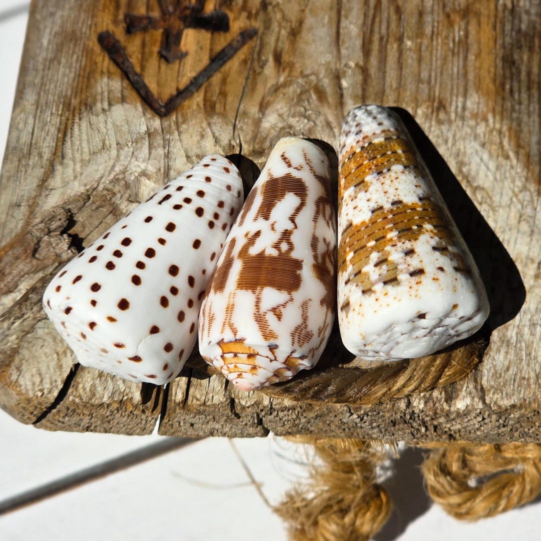 Hawaiian and Japanese Surf-tumbled Cone Shells | Beautiful Trip | Large ...