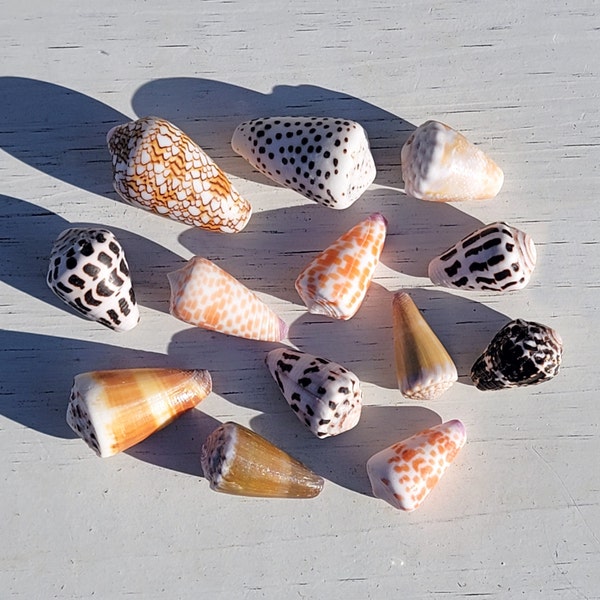 Hawaiian Cone Shell - Etsy