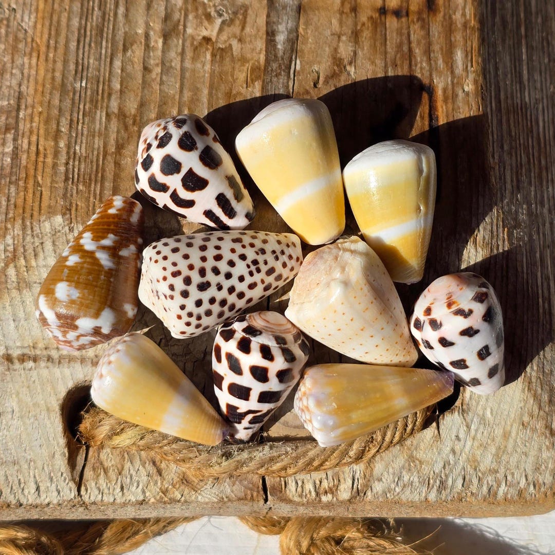 Hawaiian Shell Mix | Jewelry Quality | Hebrew Flea Cone | Lot 8a - Etsy