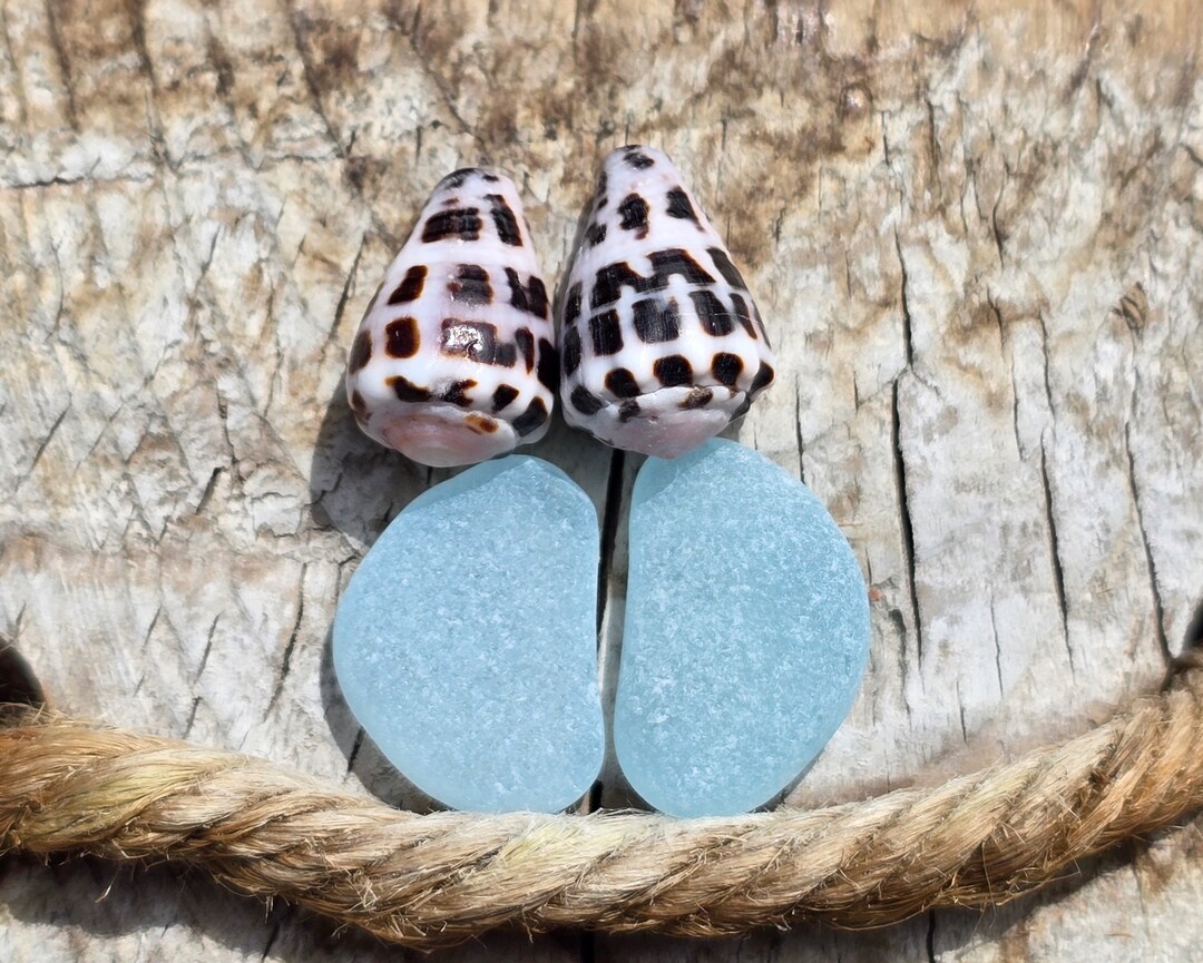 Hawaiian Baby Hebrew Cone Shells Japanese Sea Glass JQ Set - Etsy