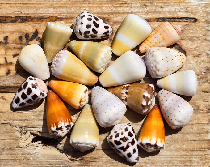 Hawaiian and Japanese Surf-tumbled Cone Shell Mix Lot - Etsy