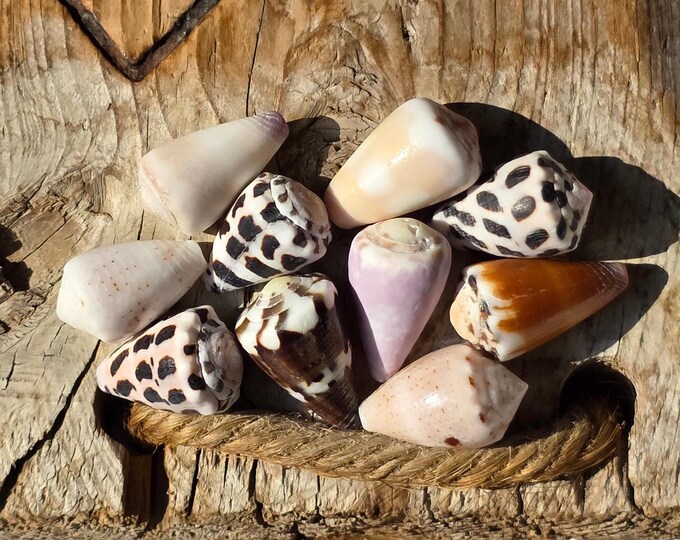 Small Hawaiian and Japanese Hebrew Cone Shells – Pacific Ocean S/17 - Etsy