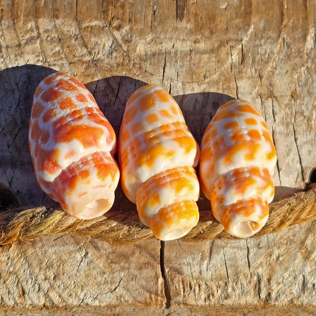 Hawaiian Miter Shells | Orange and Yellow | Jewelry Making - Etsy