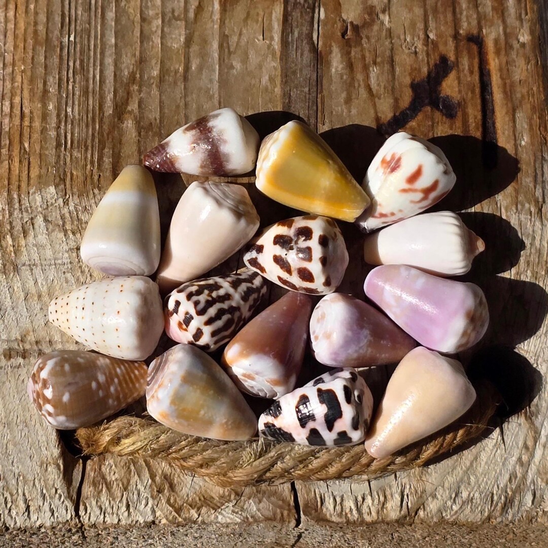 Hawaiian Shell Mix | Hebrew Baby Cones | S/B3 - Etsy