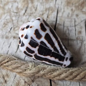 Hawaiian Surf-tumbled Hebrew Cone Shell | Unusual Pattern - Etsy