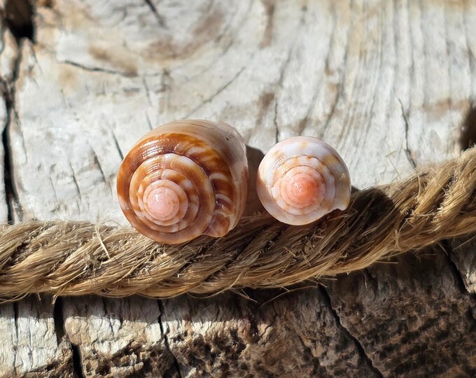 Pacific Ocean Cone Shells – Japanese Sea Shells for Jewelry - Etsy