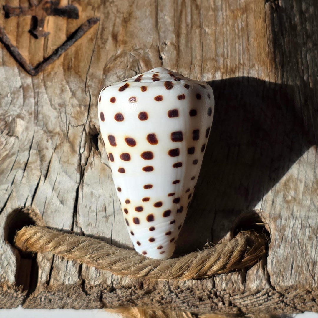 Jewelry-grade Hawaiian Flea Cone Shell – Pacific Ocean Shell S/2 - Etsy
