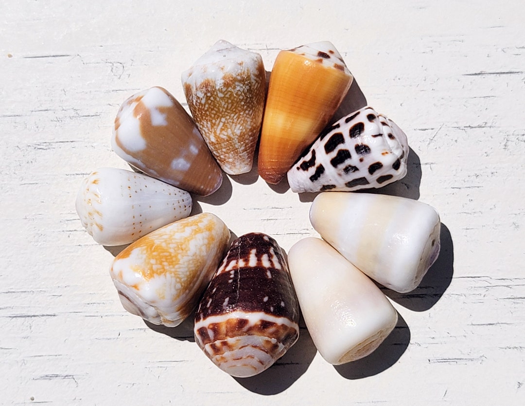 Hawaiian and Japanese Surf-tumbled Cone Shells Mix - Etsy