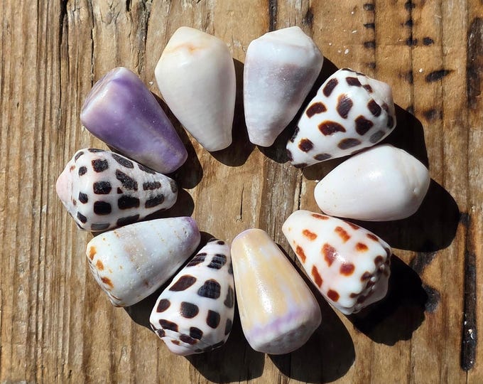 Small Hawaiian and Japanese Hebrew Cone Shells – Pacific Ocean Shells ...