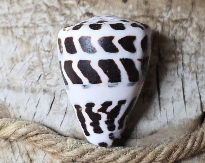 Hawaiian Surf-tumbled Hebrew Cone Shell | Perfect Shell - Etsy