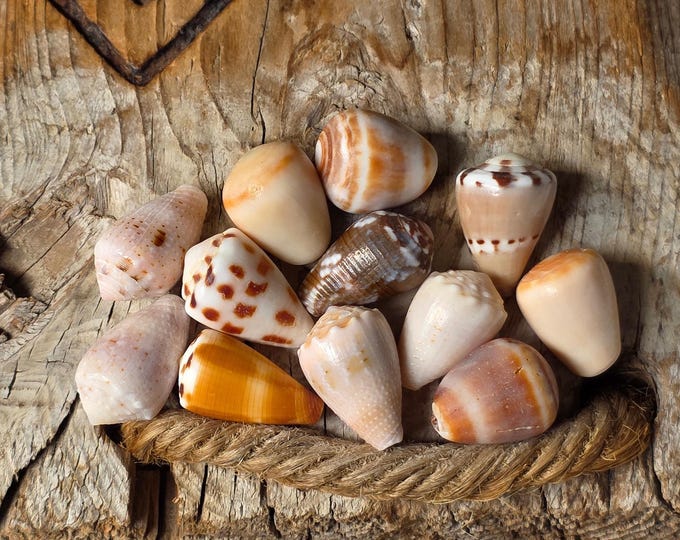 Small Hawaiian and Japanese Hebrew Cone Shells – Pacific Ocean Shells S ...