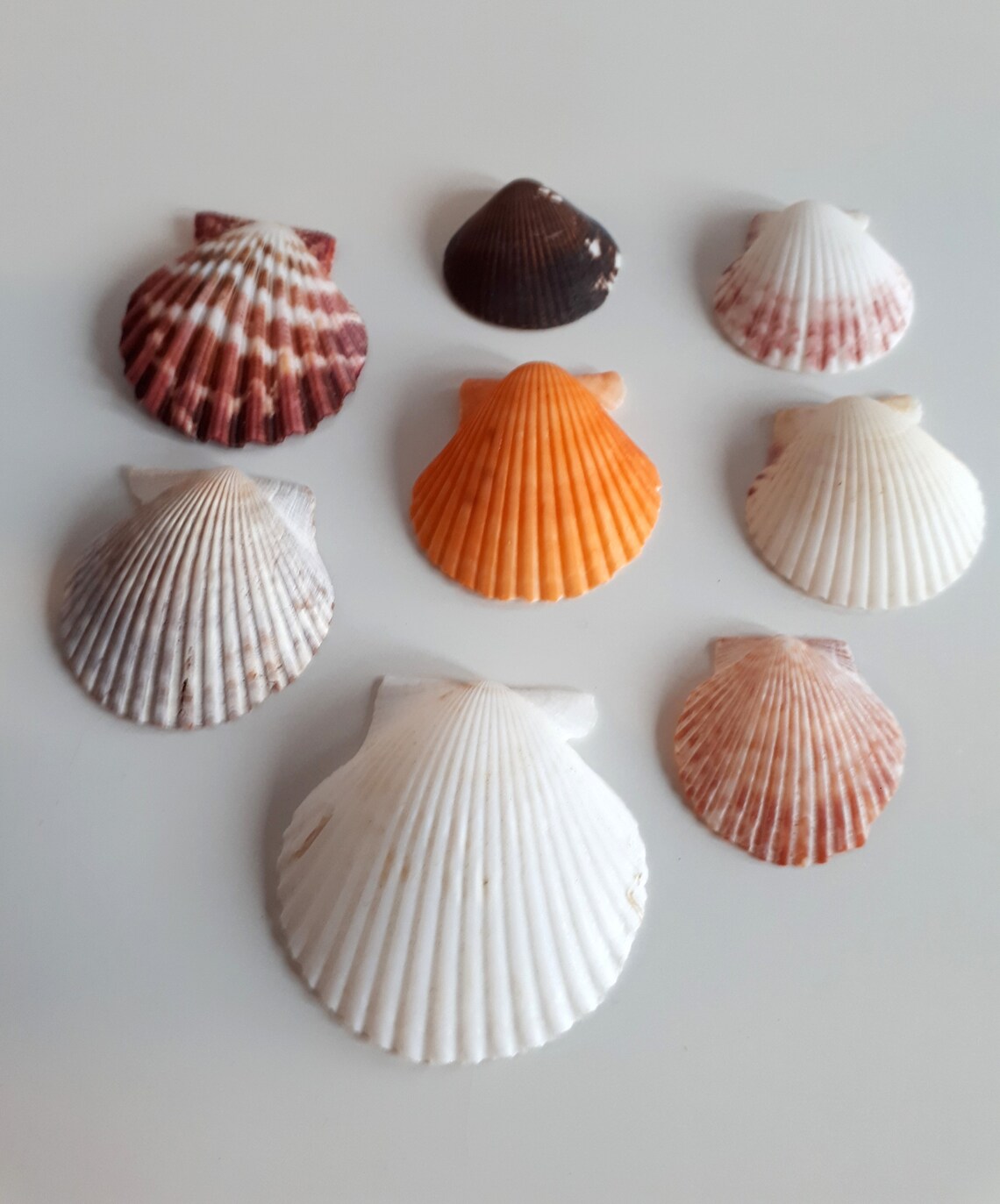 Collection of Colorful Clam Shell Specimen for Decoration or Craft - Etsy
