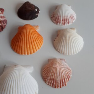 Collection of Colorful Clam Shell Specimen for Decoration or Craft - Etsy