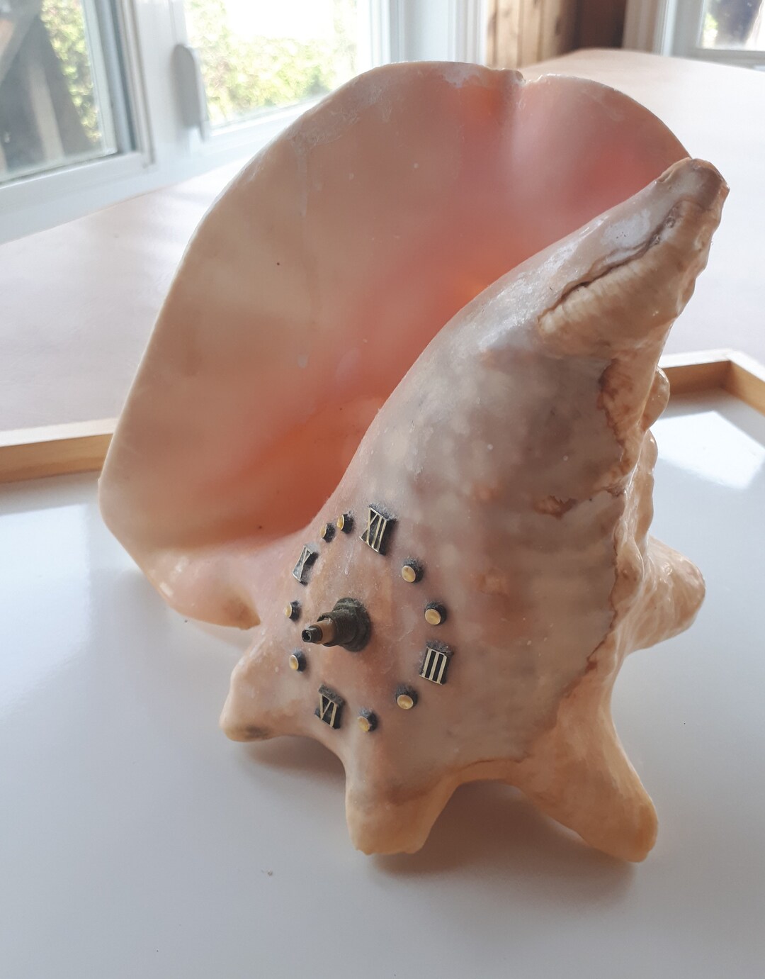 Huge Polished Conch Shell Specimen With Decorative Metal Clock Face ...