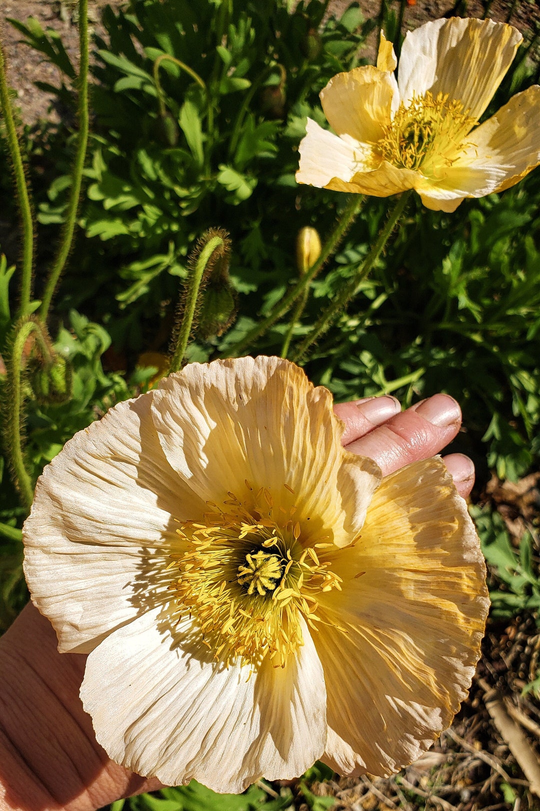 175+ Pastel Iceland Poppy Mix Seeds. Hand-selected Breeding Project ...