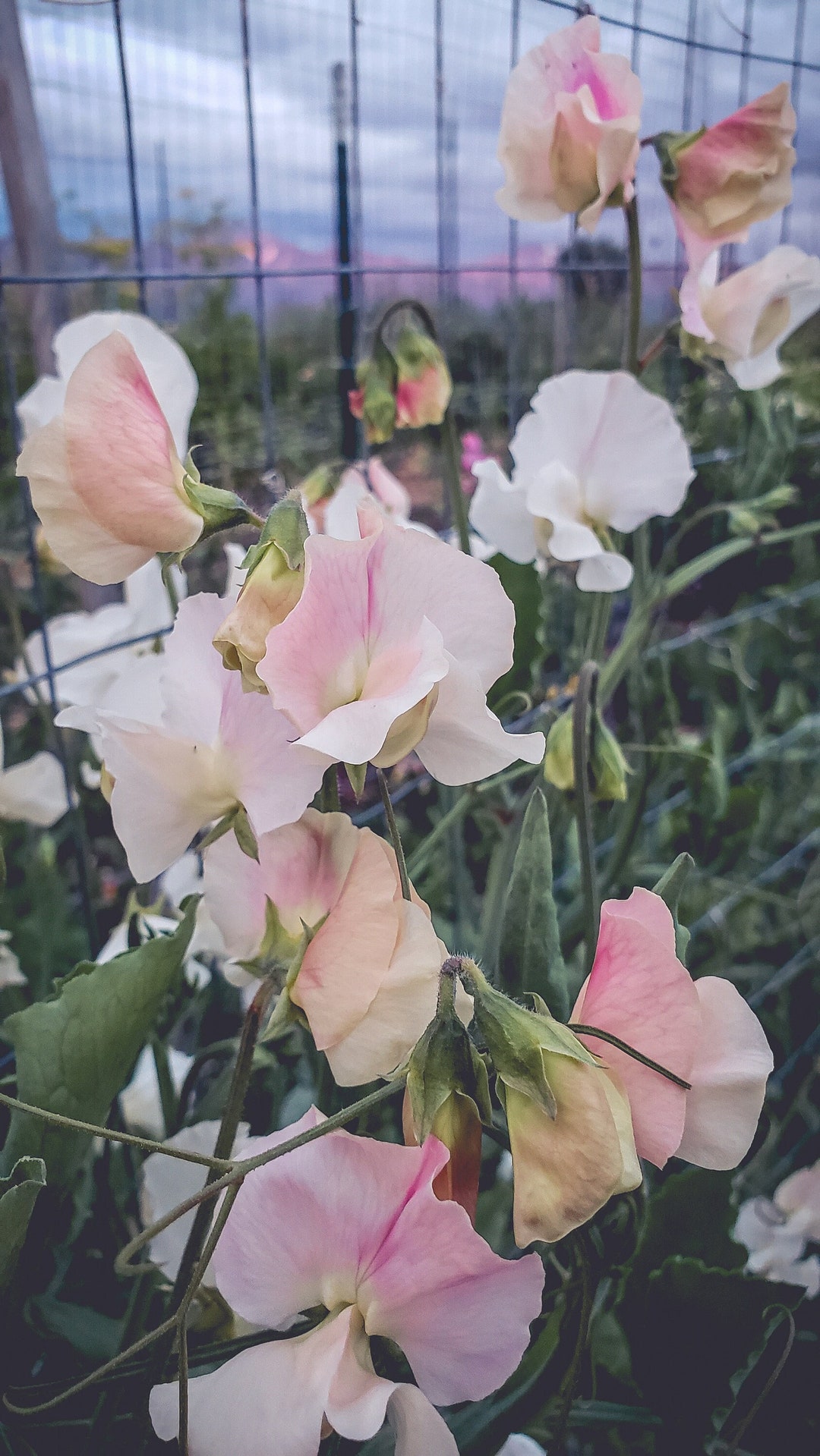 10 Frilly Milly Sweet Pea Seeds - Etsy