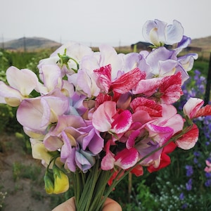 30 Fancy Florist Mix Sweet Pea Seeds - Over 35 Varieties! King's Ransom ...