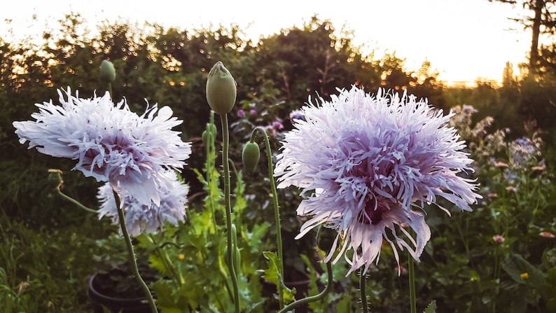 150 Lilac Pompom Poppy Seeds - Etsy
