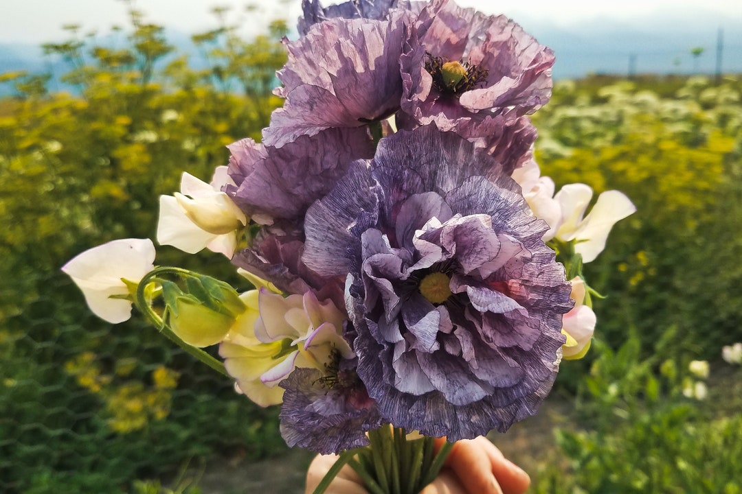 100+ Poppy Amazing Grey Seeds - Etsy