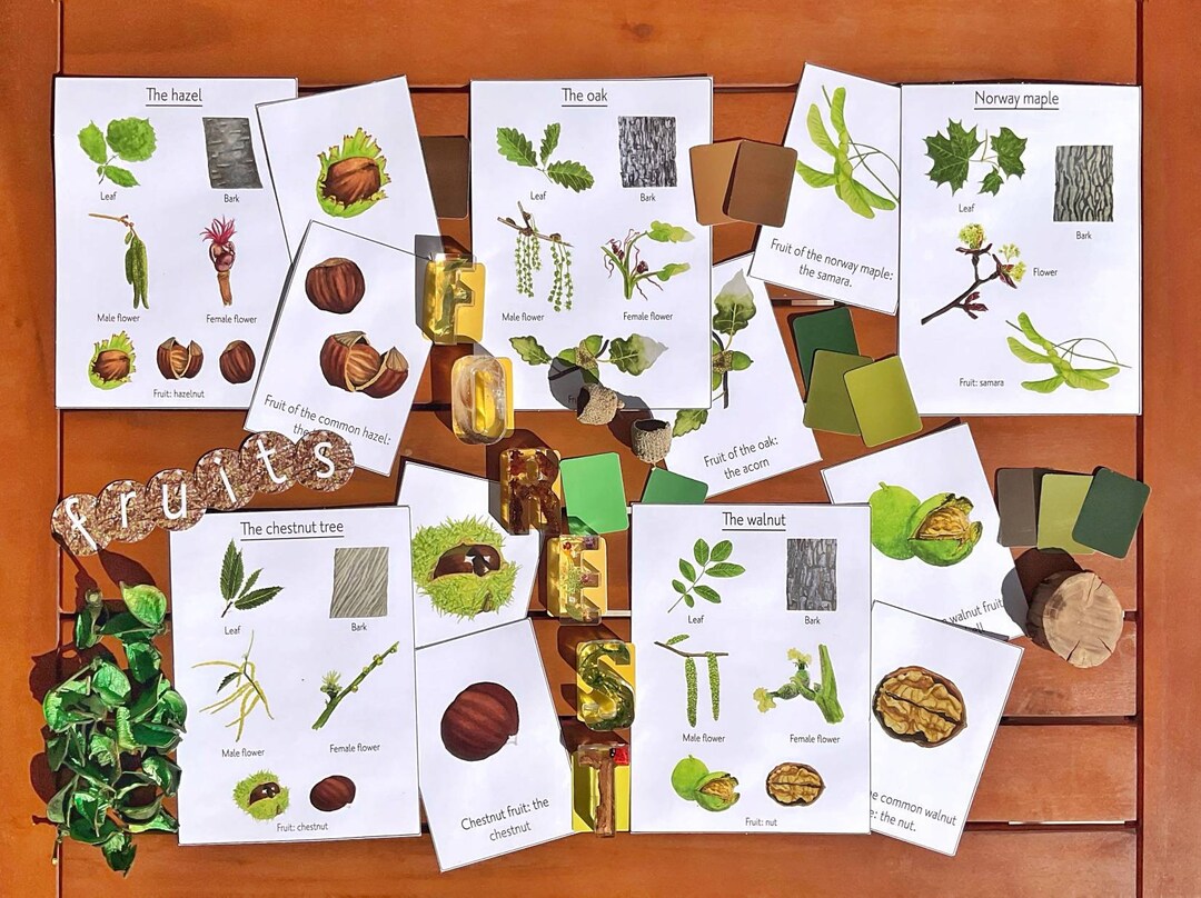 Forest Notebook complete project. Dosgorriones Mitrebol, lower case ...