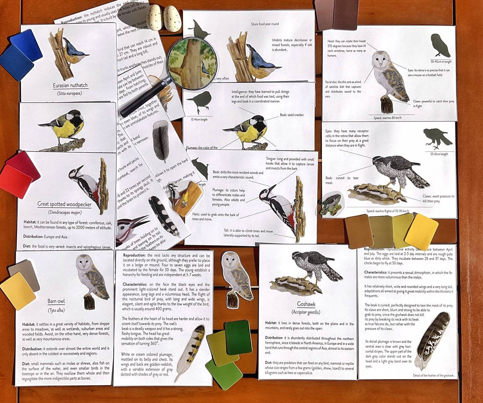 Forest Notebook complete project. Dosgorriones Mitrebol, lower case ...