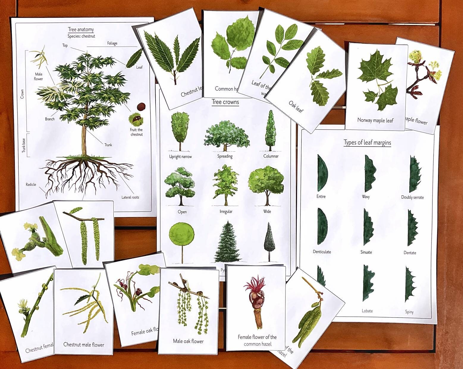 Forest Notebook complete project. Dosgorriones Mitrebol, lower case ...