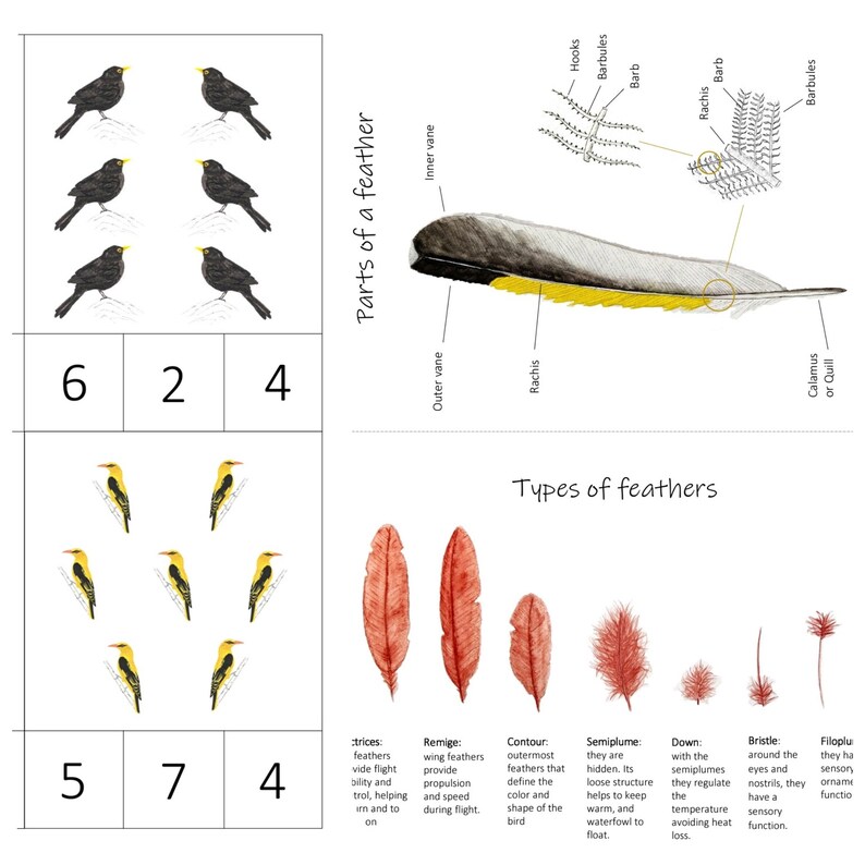 15 Birds Unit Study - Etsy