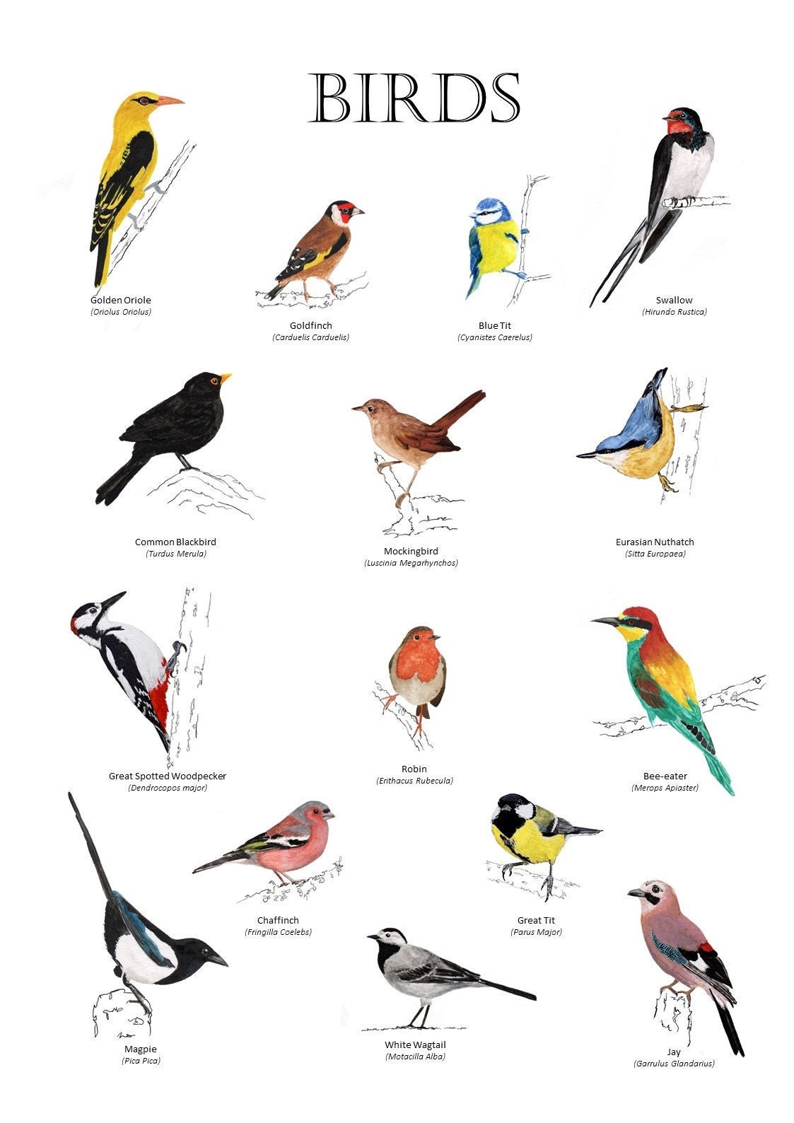 15 Birds Unit Study - Etsy