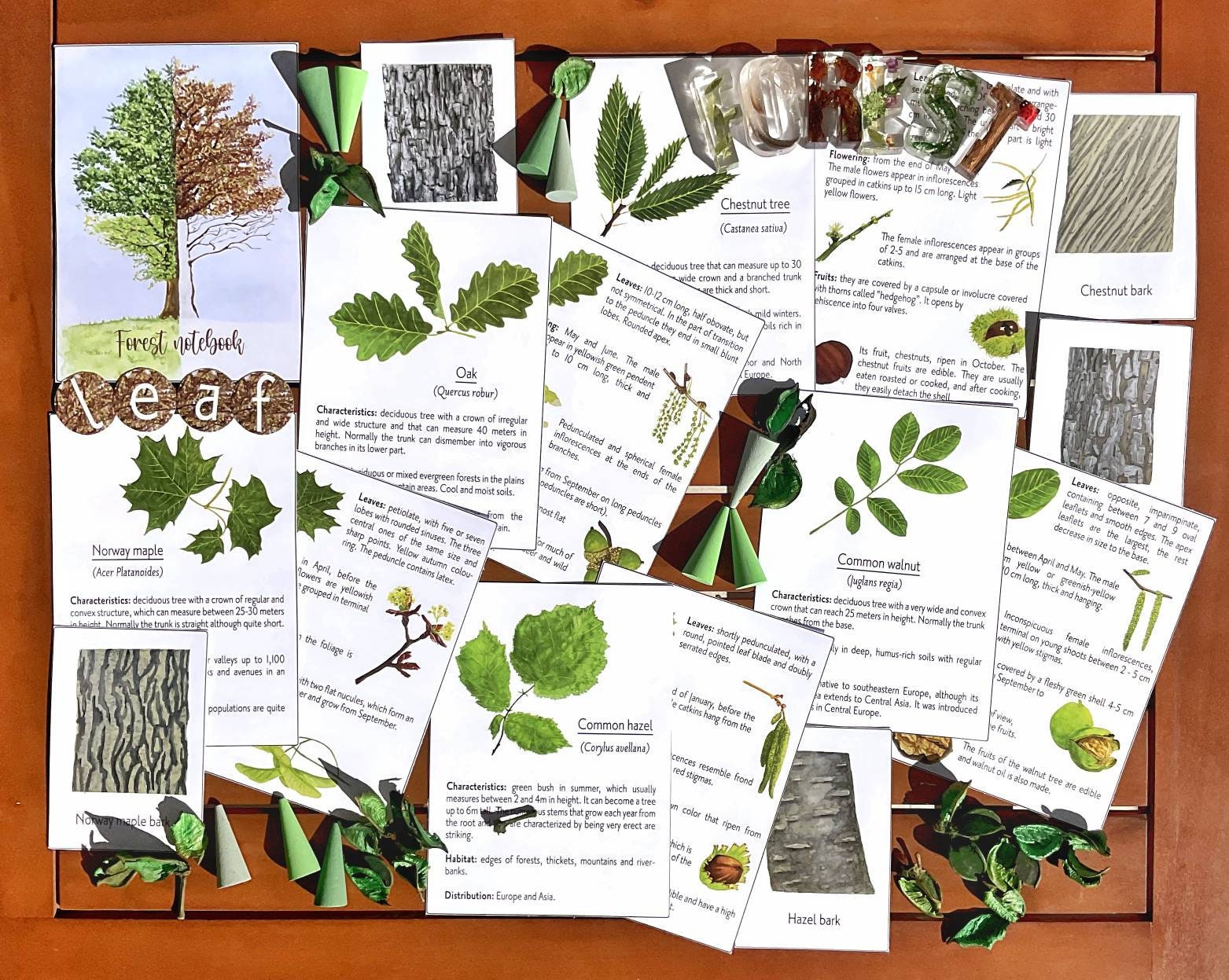 Forest Notebook complete project. Dosgorriones Mitrebol, lower case ...