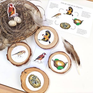 15 Birds Unit Study - Etsy