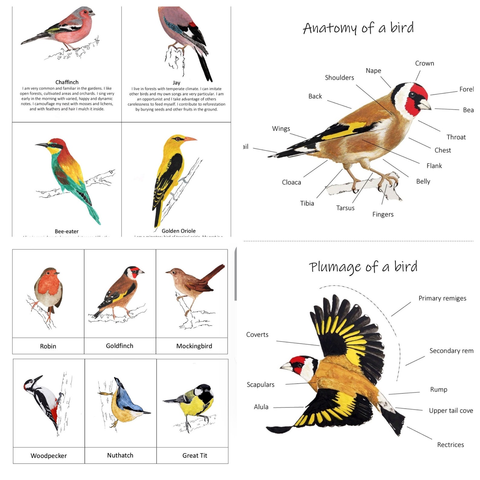 15 Birds Unit Study - Etsy