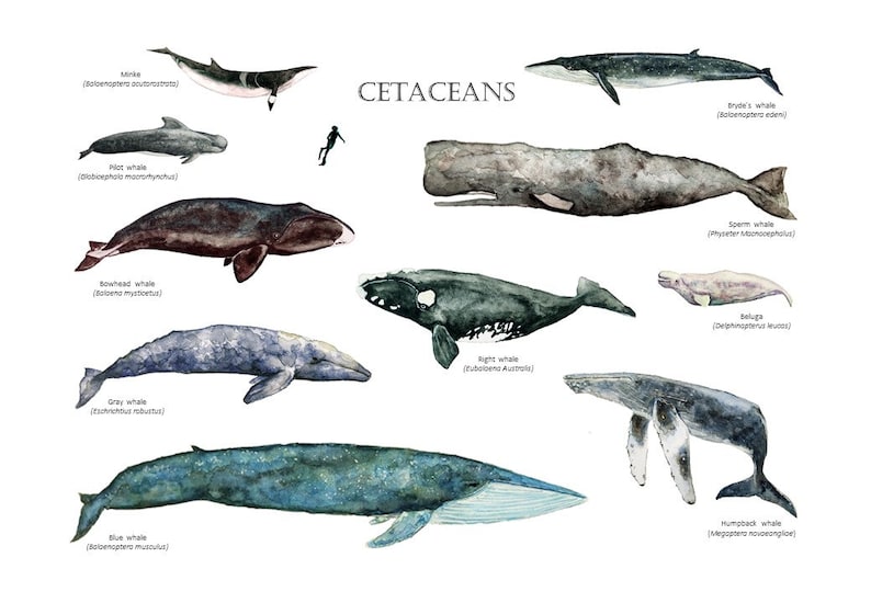 Cetaceans Unit Study - Etsy