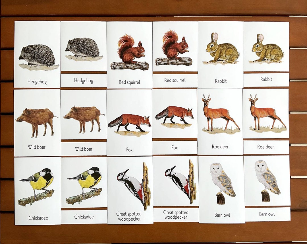 Three Part Cards "forest Notebook". Two Mitrebol Sparrows, Lower Case ...