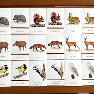 Three Part Cards "forest Notebook". Two Mitrebol Sparrows, Lower Case ...