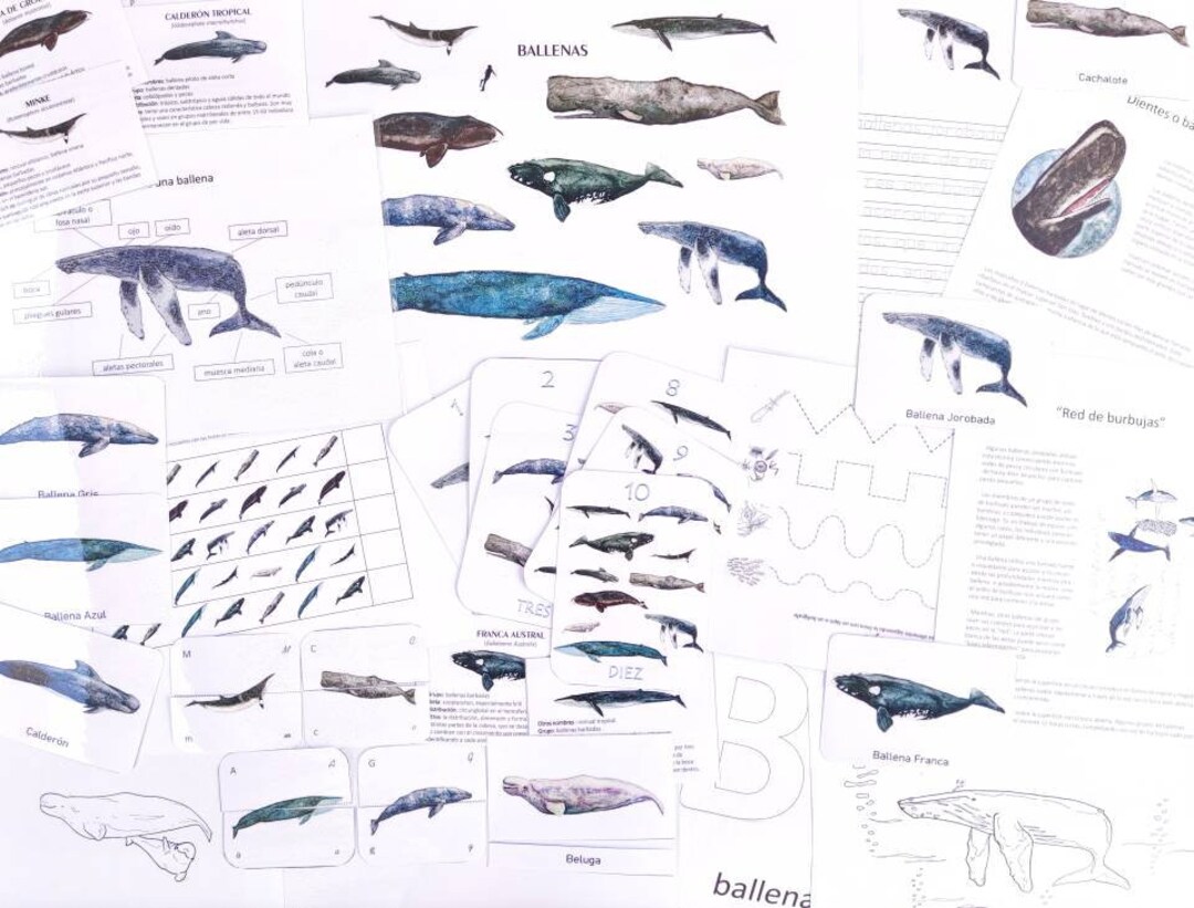Cetaceans I, Study Unit. - Etsy